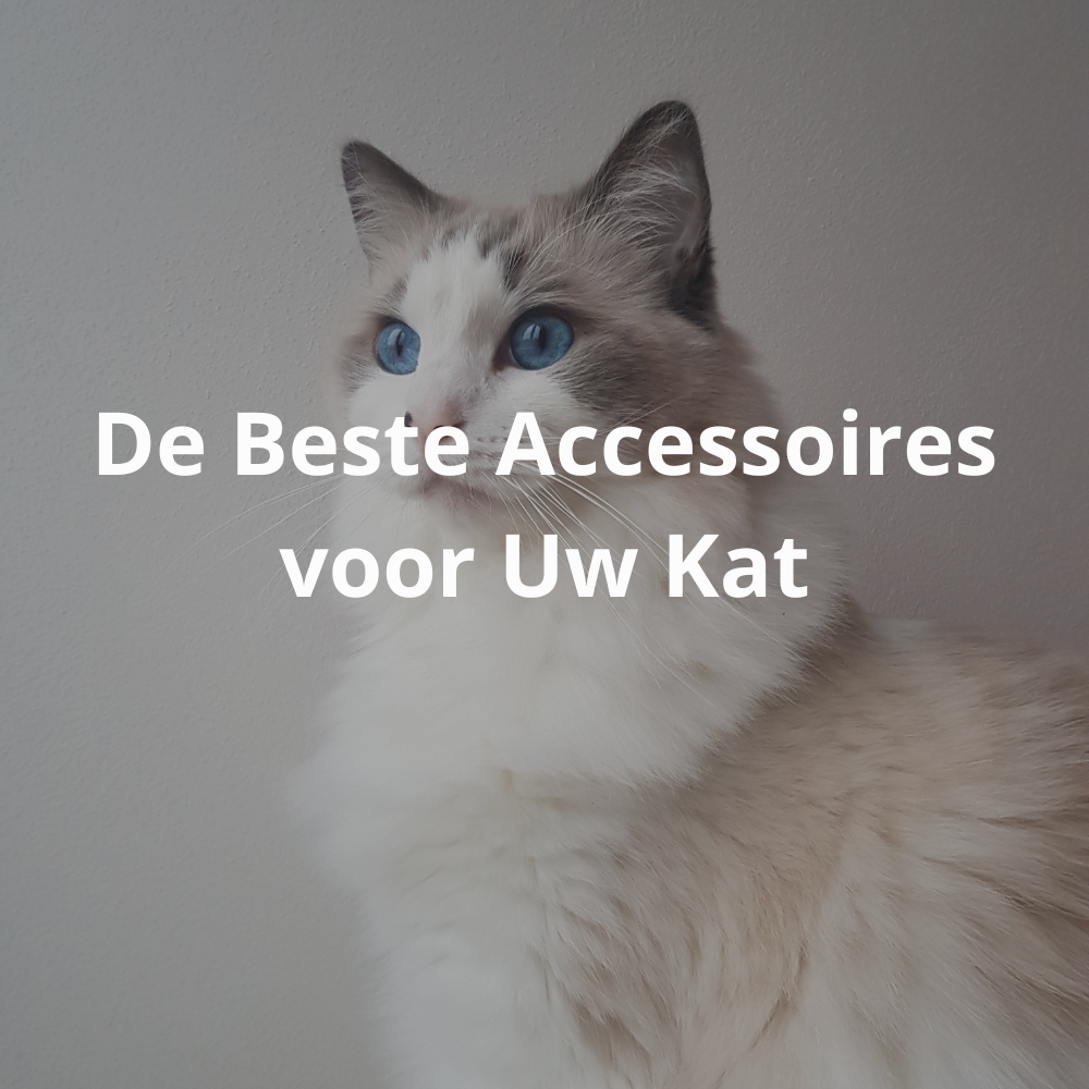 De Beste Accessoires voor Uw Kat – The Happy Cat Shop
